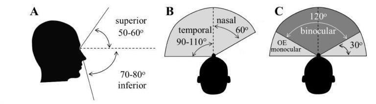 Campimetria Visual Computadorizada - Oftalmologia RPL